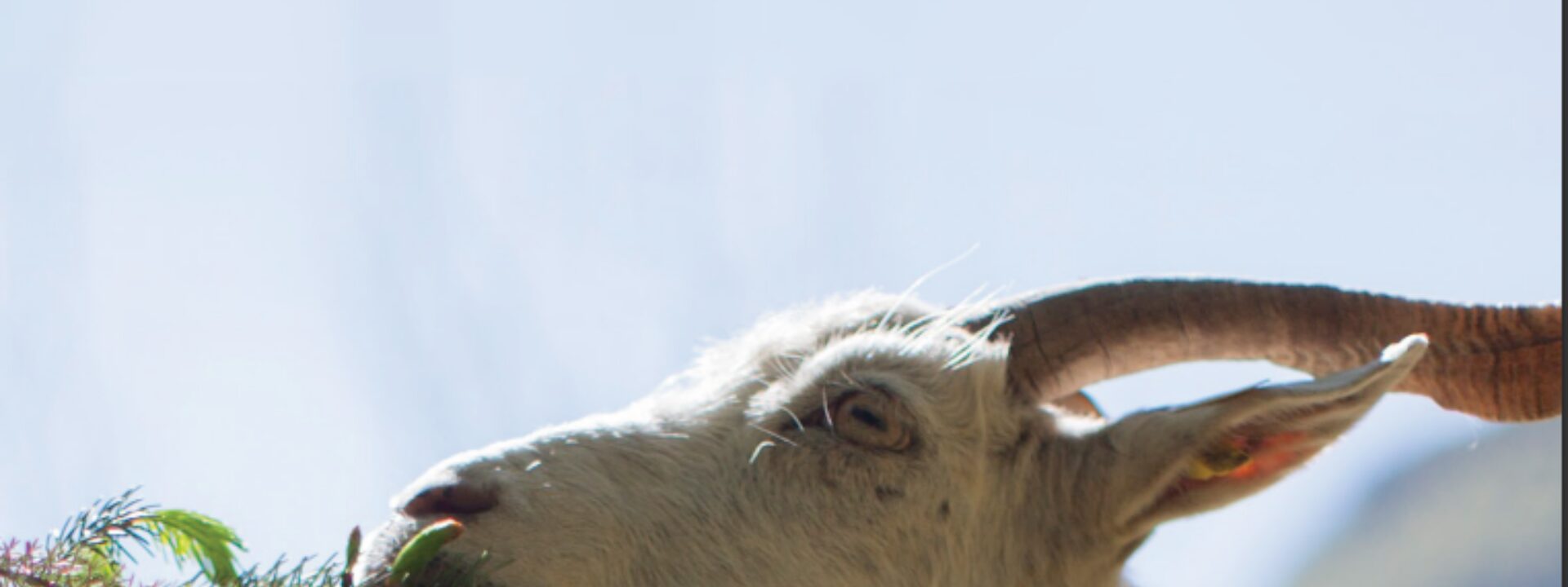 Elinett | Geit på beite bidrar til redusert tilvekst av kratt og skog